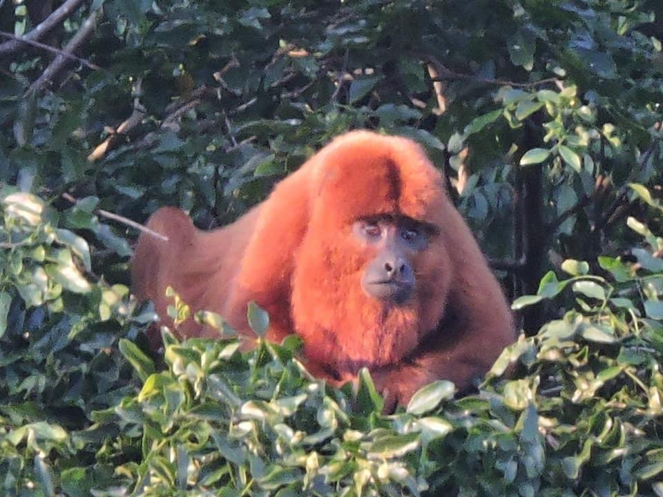 Bugio ruivo é visto no interior de Fagundes Varela – O Estafeta
